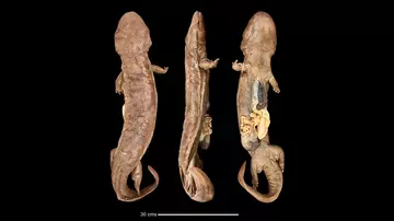 New species of giant salamander is world’s biggest amphibian | ZSL