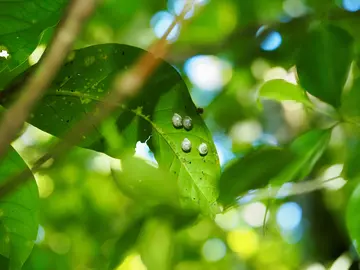 Saving snails from the brink of extinction | ZSL’s Amphibian Rescue Mission