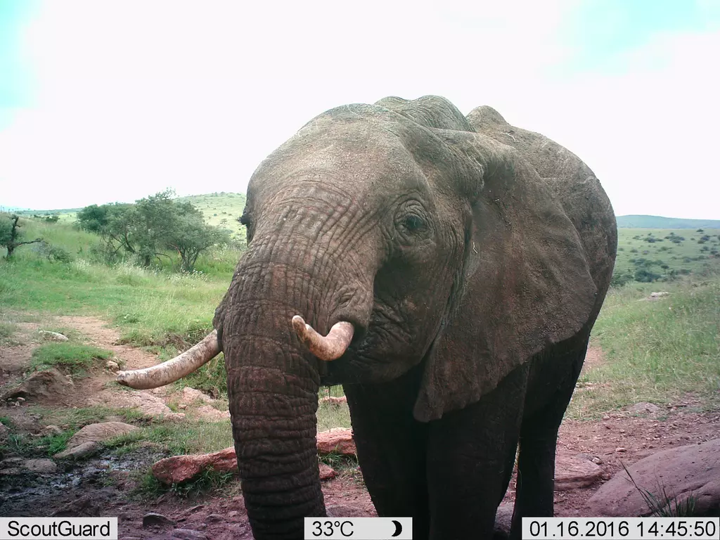 Instant Wild | ZSL