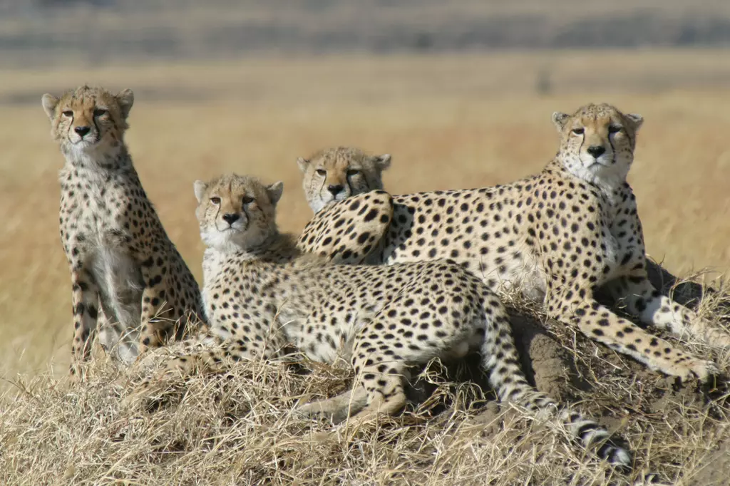Cheetah conservation in Africa | ZSL