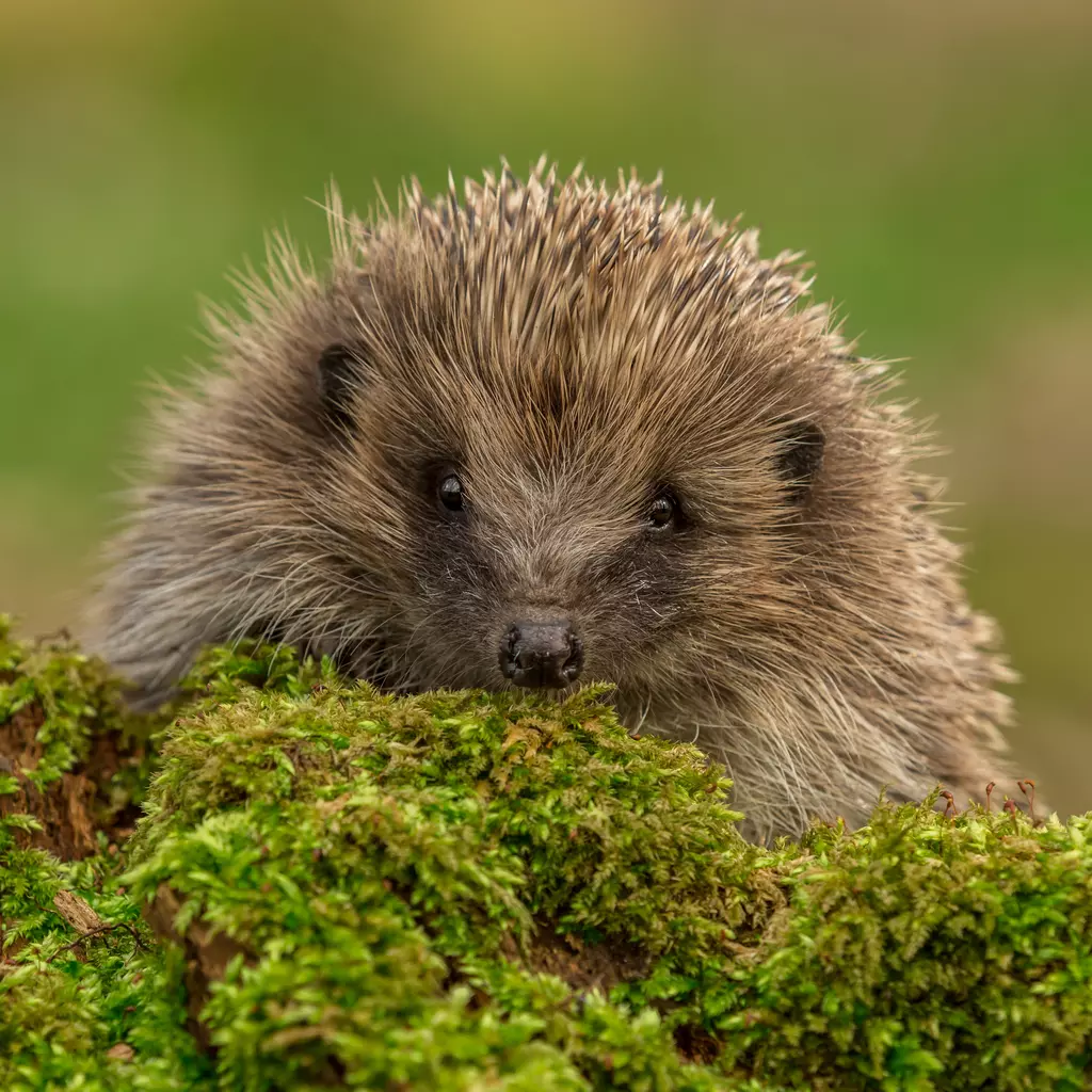 Conservation in UK and Europe | ZSL