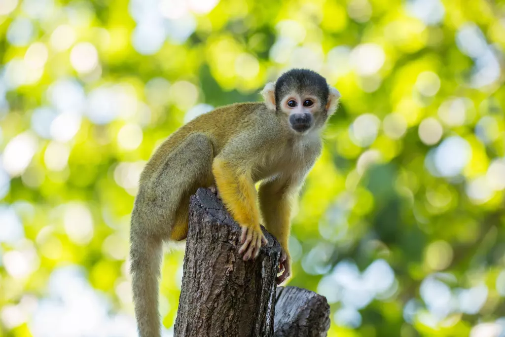 Patron Fellowship | ZSL