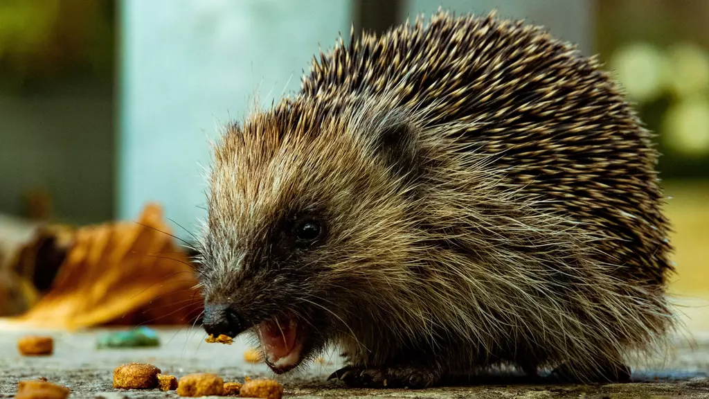 Suburban gardens and parks key for hedgehogs’ survival in Greater ...