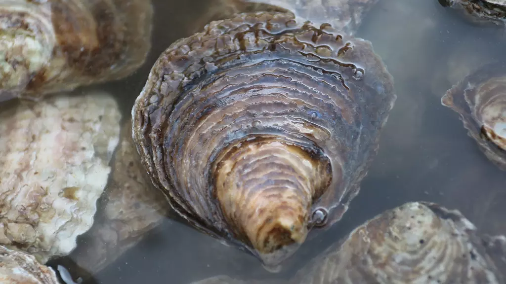 Native oysters restored to UK waters | ZSL