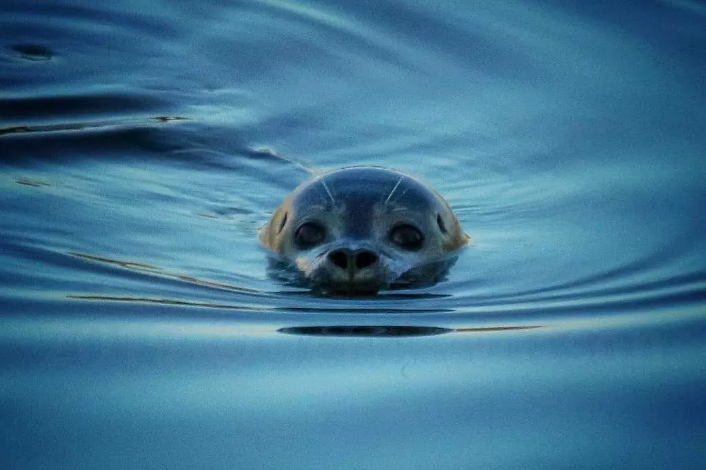Animals in the Thames | ZSL
