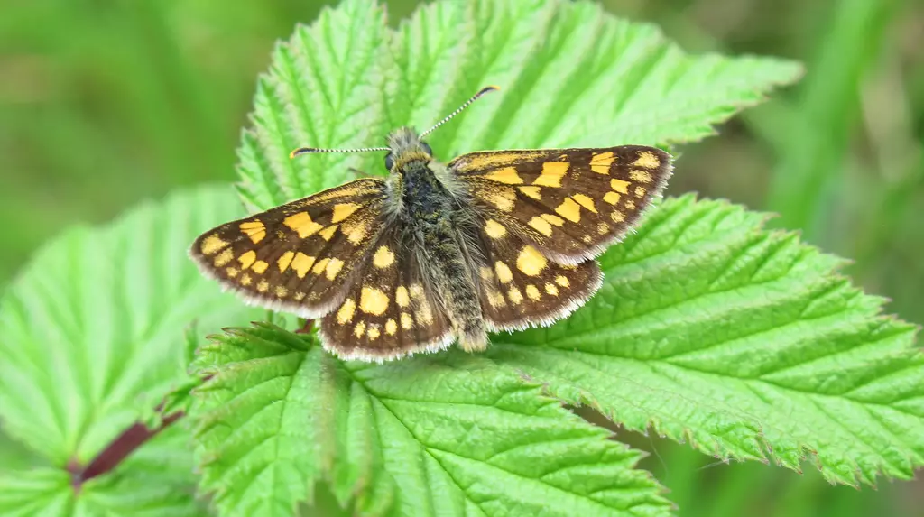 Bringing back the Chequered skipper butterfly to English woodlands | ZSL