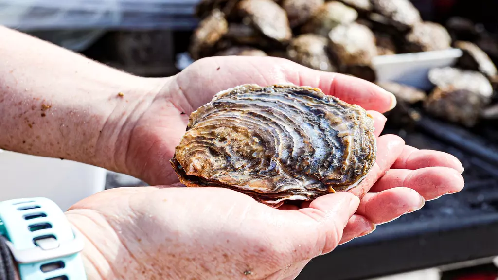 Native oysters restored to Conwy Bay | ZSL