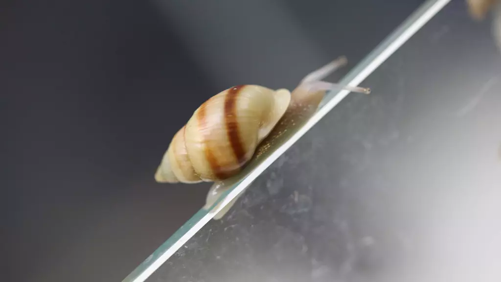 Captain Cook and Partula snails | ZSL