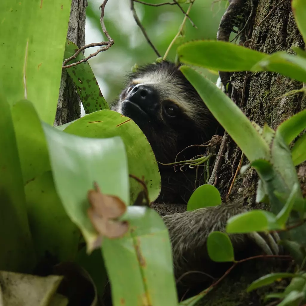 Conservation in the Americas | ZSL