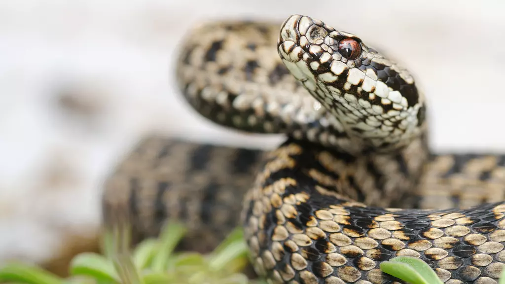 Adder | ZSL