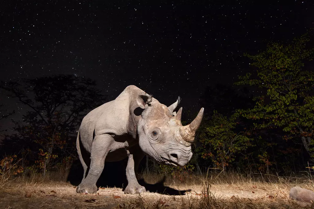 Rhino Impact Investment Project | ZSL