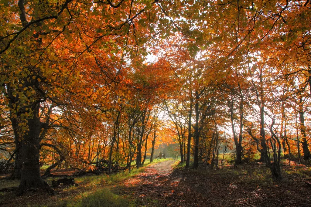 Nature recovery in British wooded landscapes: How forests and woodlands ...