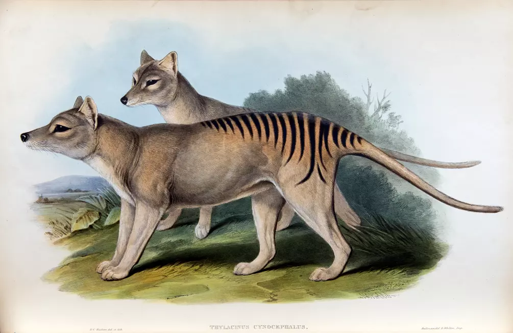 Illustrations of extinct and endangered animals | The Zoological ...