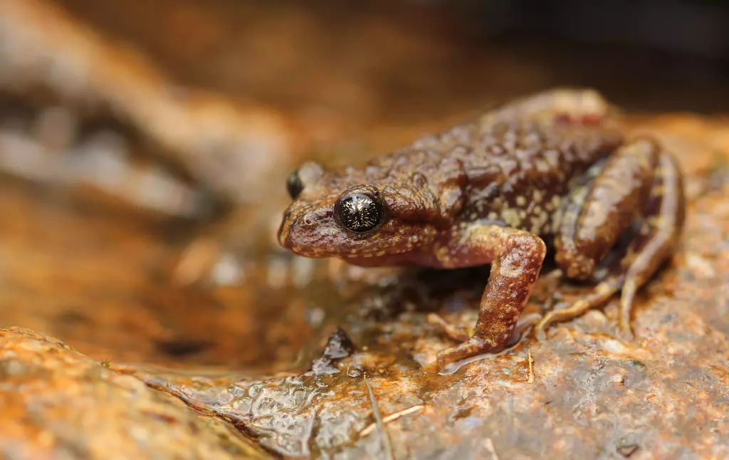 Field notes from Vietnam: A hotbed for undiscovered wildlife