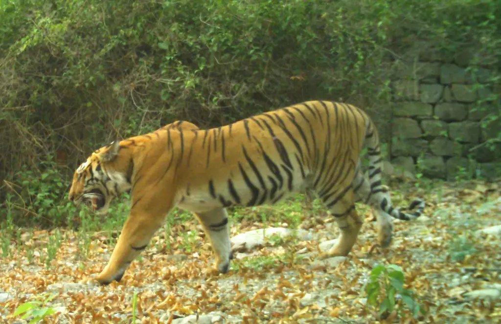 A human centred approach to tiger conservation | The Zoological Society ...
