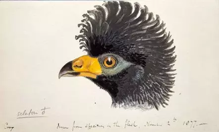 Joseph Smit - animal artist and illustrator | The Zoological Society of ...