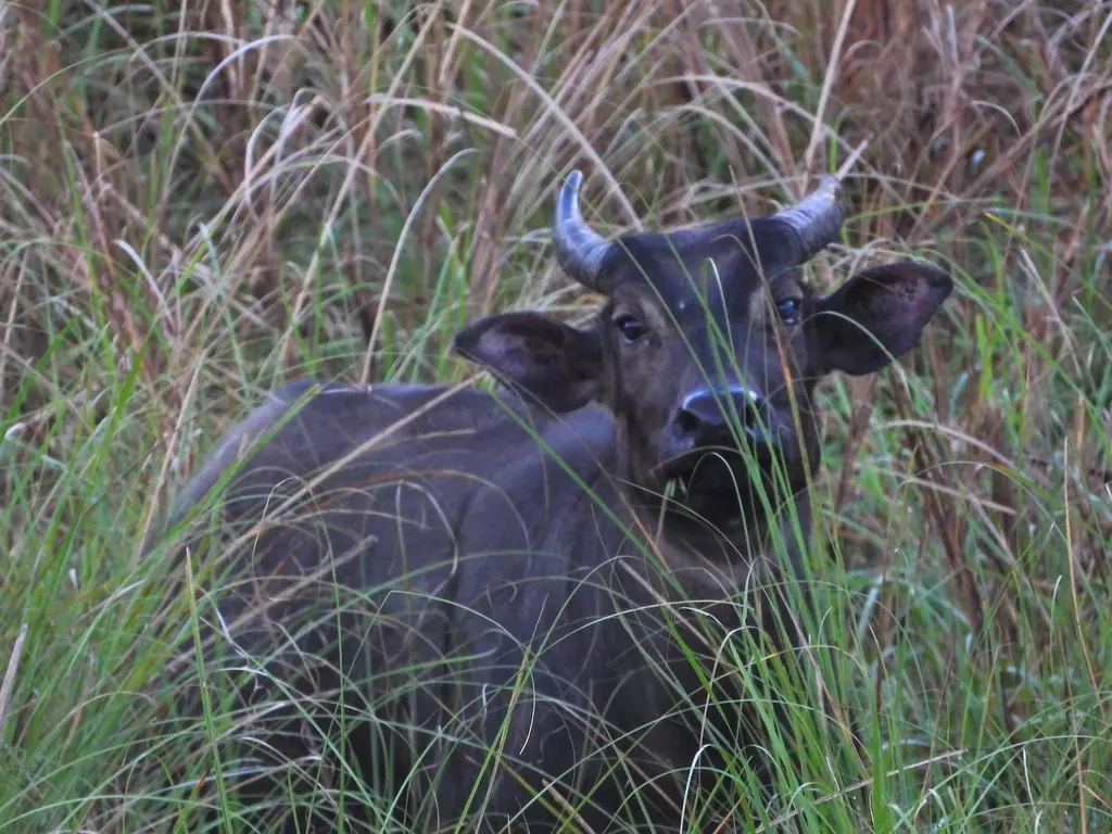 Tamaraw | The Zoological Society of London
