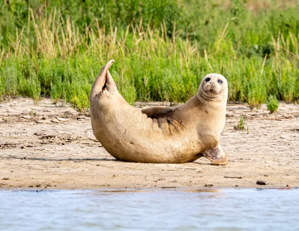 Help boost River Thames Conservation | The Zoological Society of London