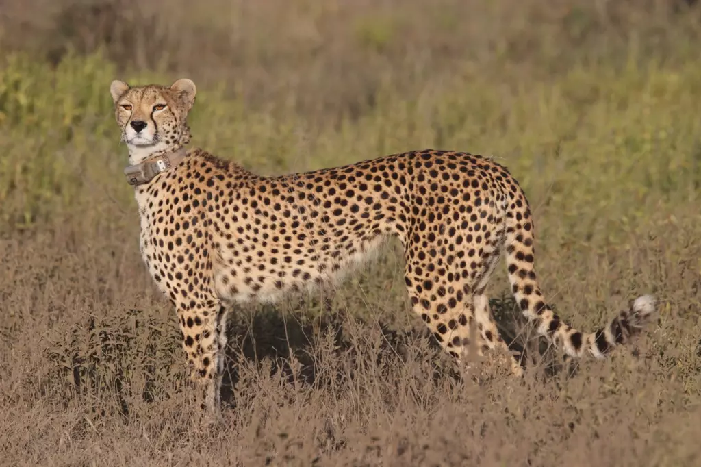 How to track a cheetah | The Zoological Society of London