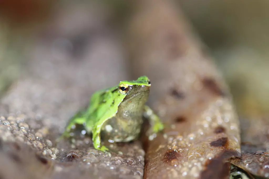 Darwin’s Frog Conservation | ZSL’s Amphibian Rescue Mission
