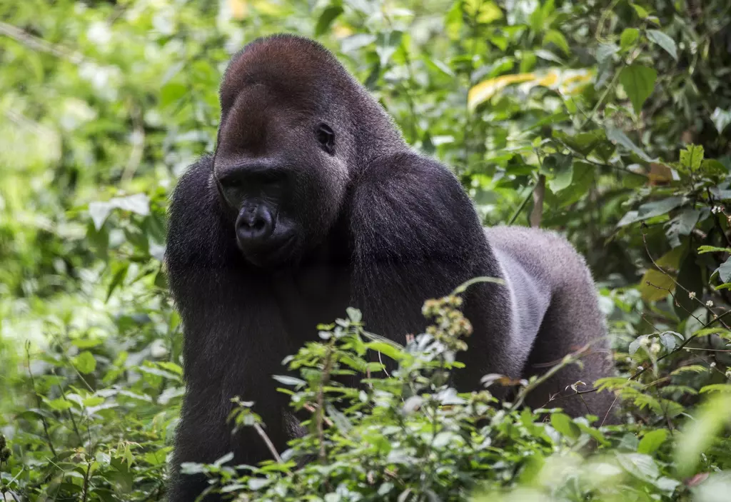 How to save the 10,000 animals and plants hurtling fastest towards ...