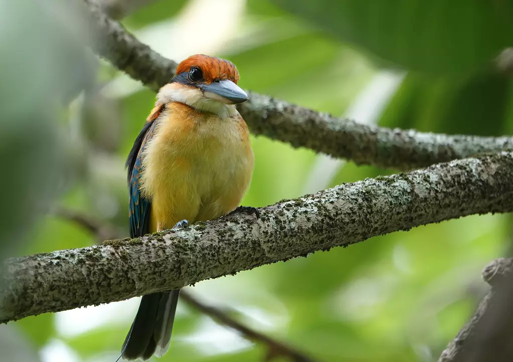 ZSL Annual Report 2024-25 | ZSL