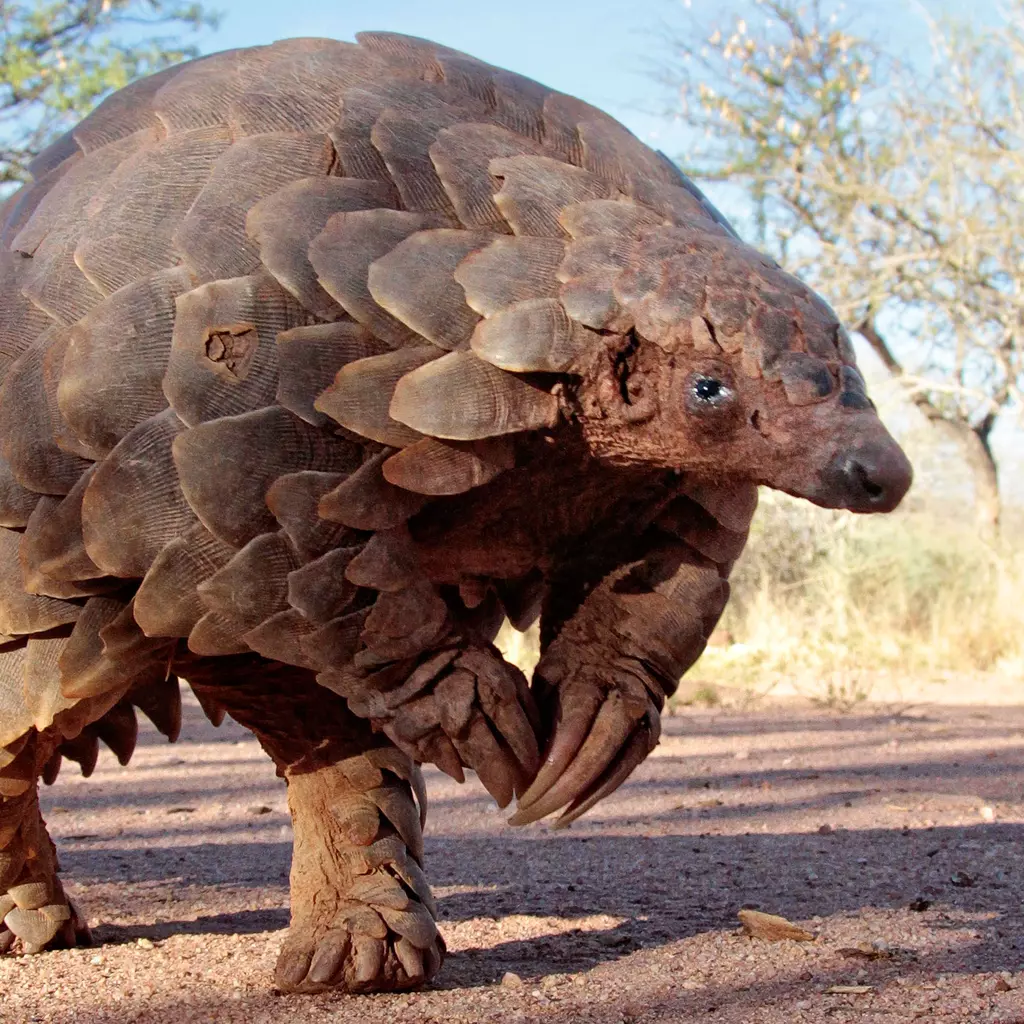 ZSL | A science-driven conservation charity