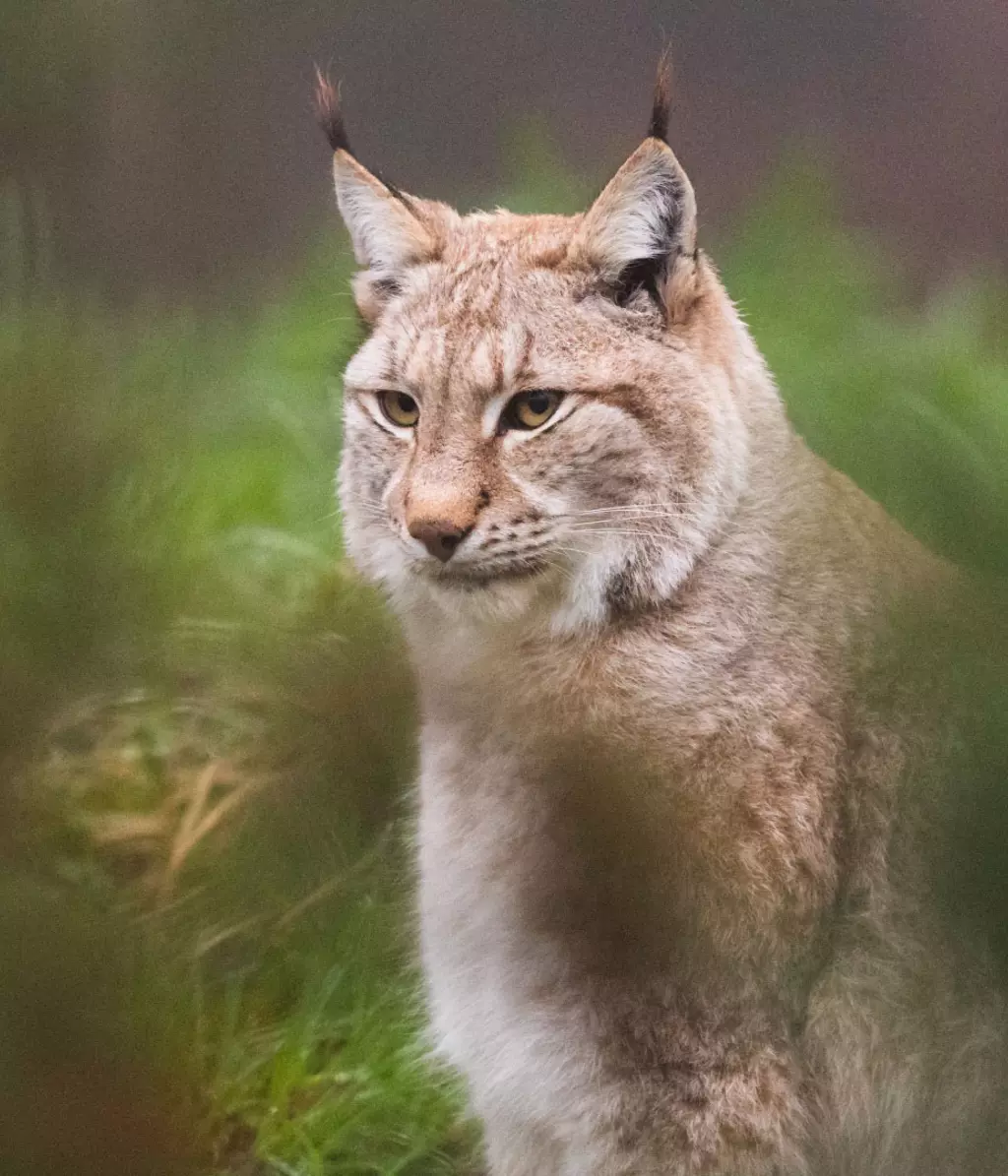 On the trail of wolves and lynx | ZSL
