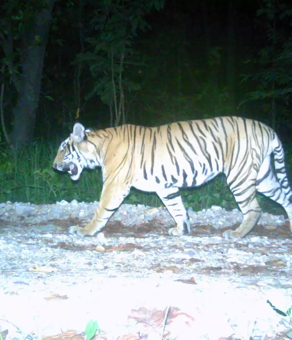Working across borders for tiger conservation: from community to ...