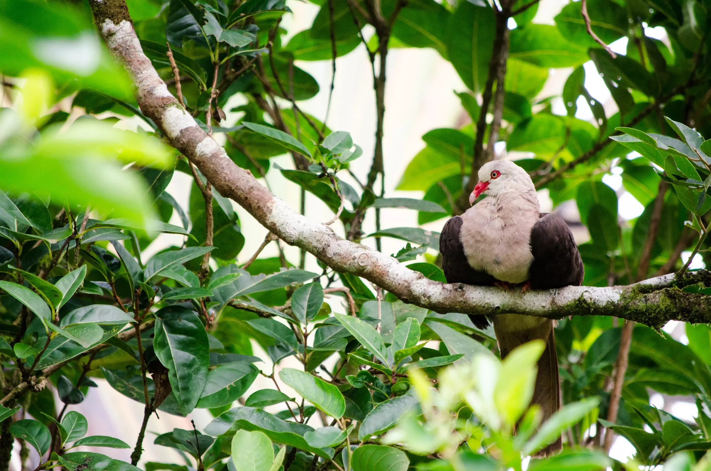 IUCN’s new ‘Green Status of Species’ will help measure impact of ...