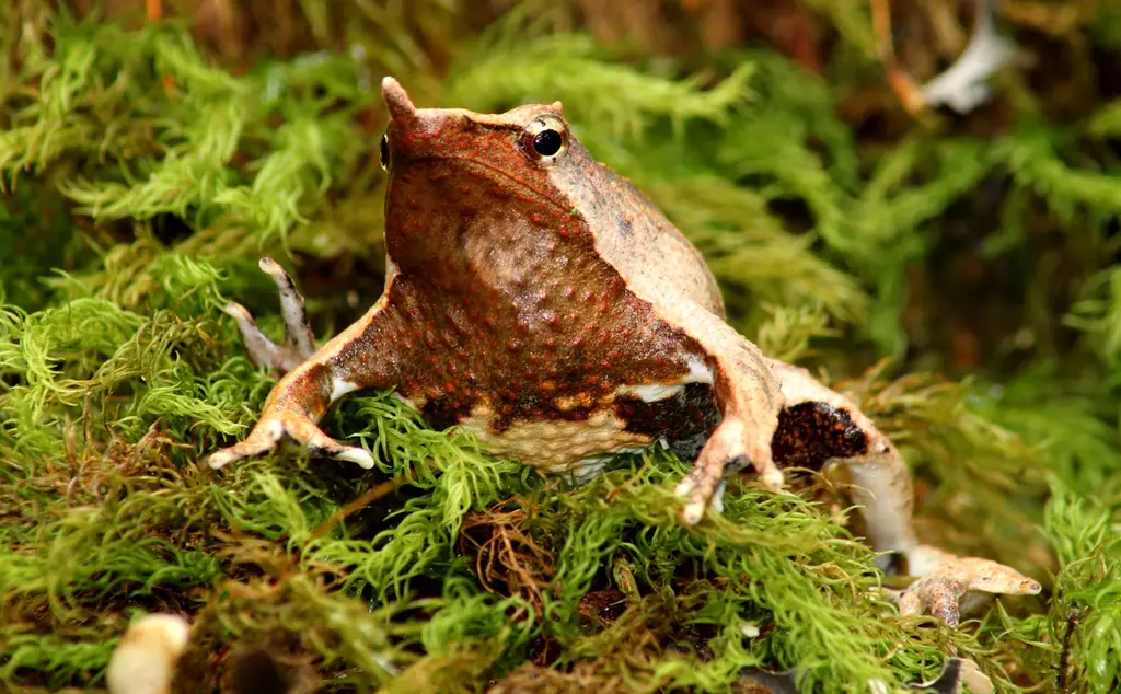 Conservationists move closer to saving tiny frog from amphibian ...