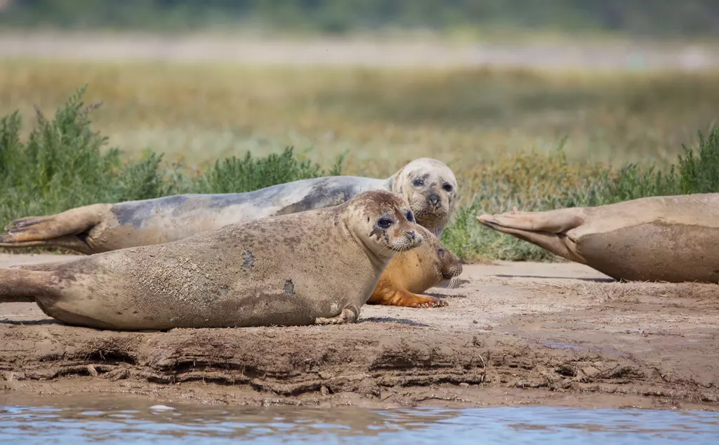 Thames Marine Mammal Conservation | ZSL