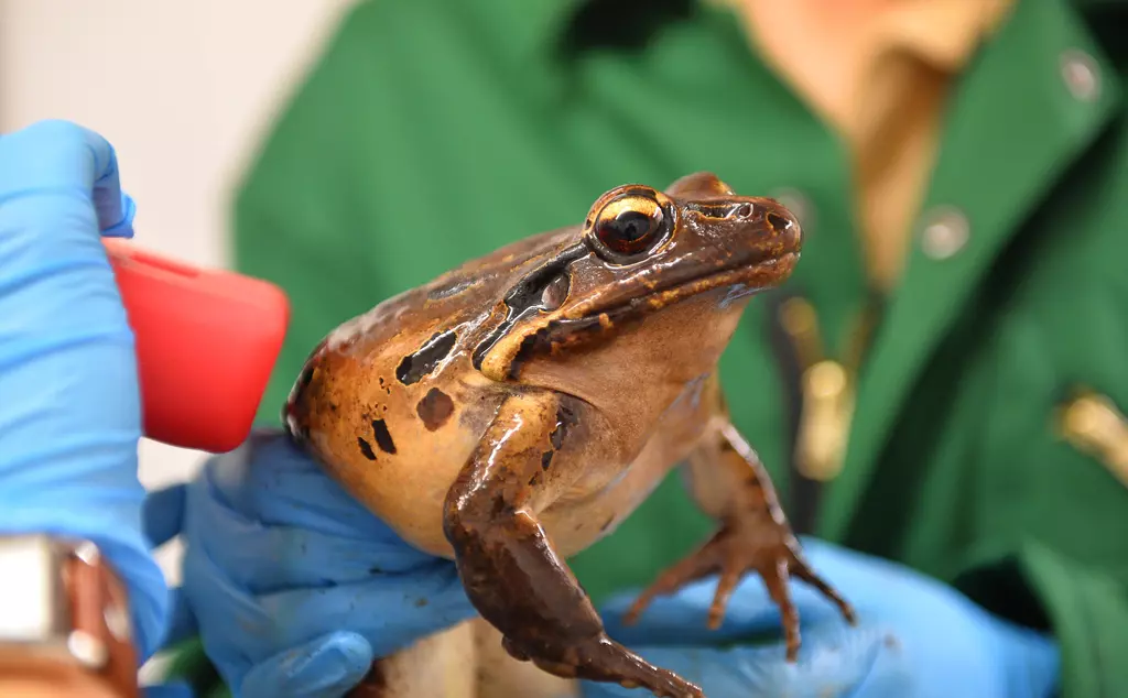 Giant ‘chicken’ on the brink of extinction | The Zoological Society of ...