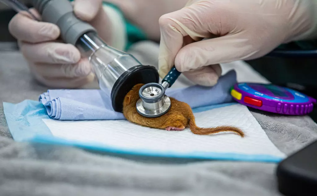 Clean bill of health for tiny hazel dormice | The Zoological Society of ...