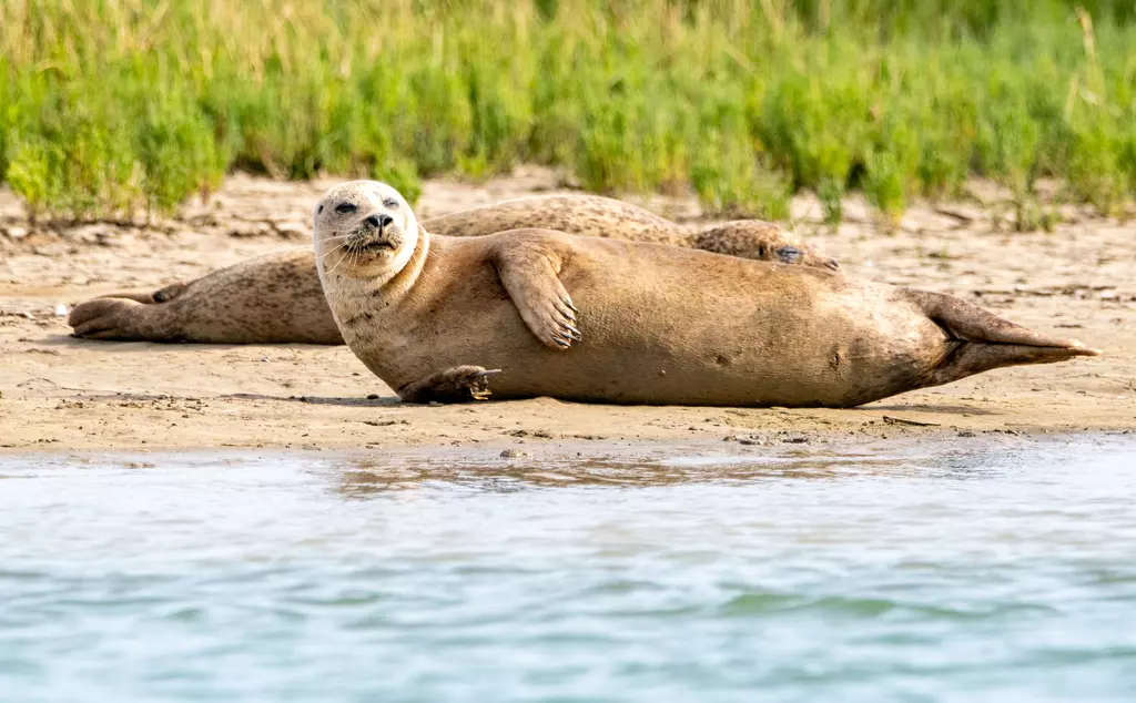 Conservationists take to sea and air to check wellbeing of Thames seals ...