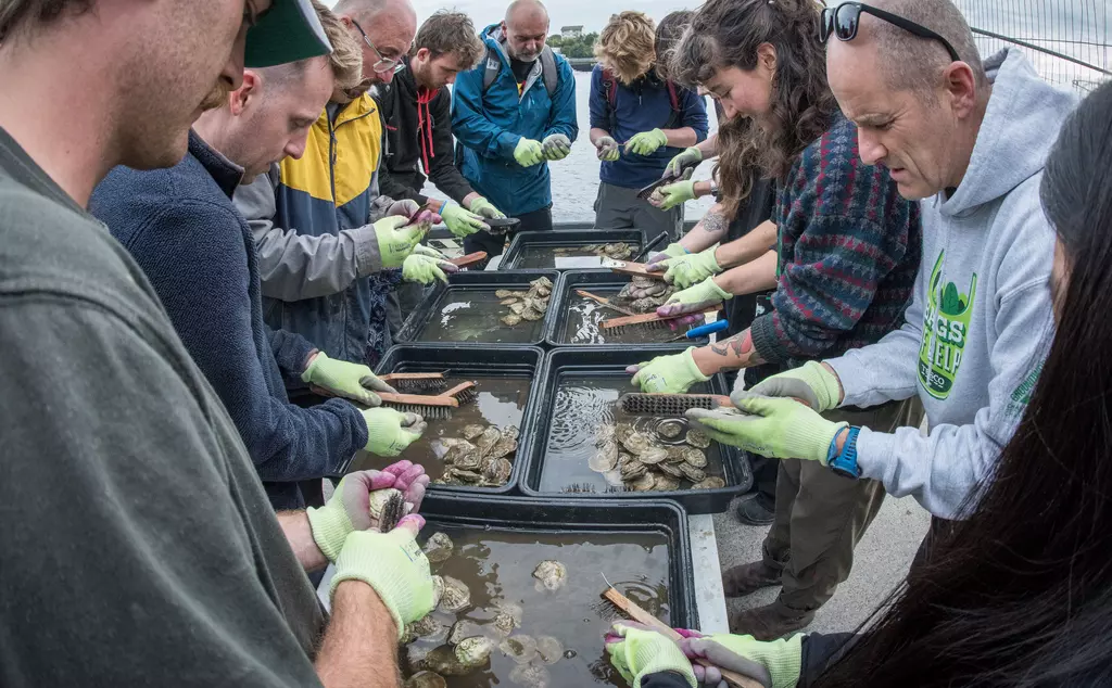 Oyster “cubes” deployed to save UK’s underwater superhero | The ...