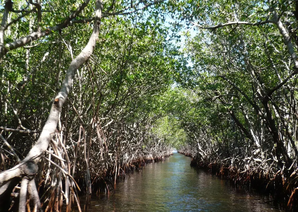 Mangroves Animal Adaptations