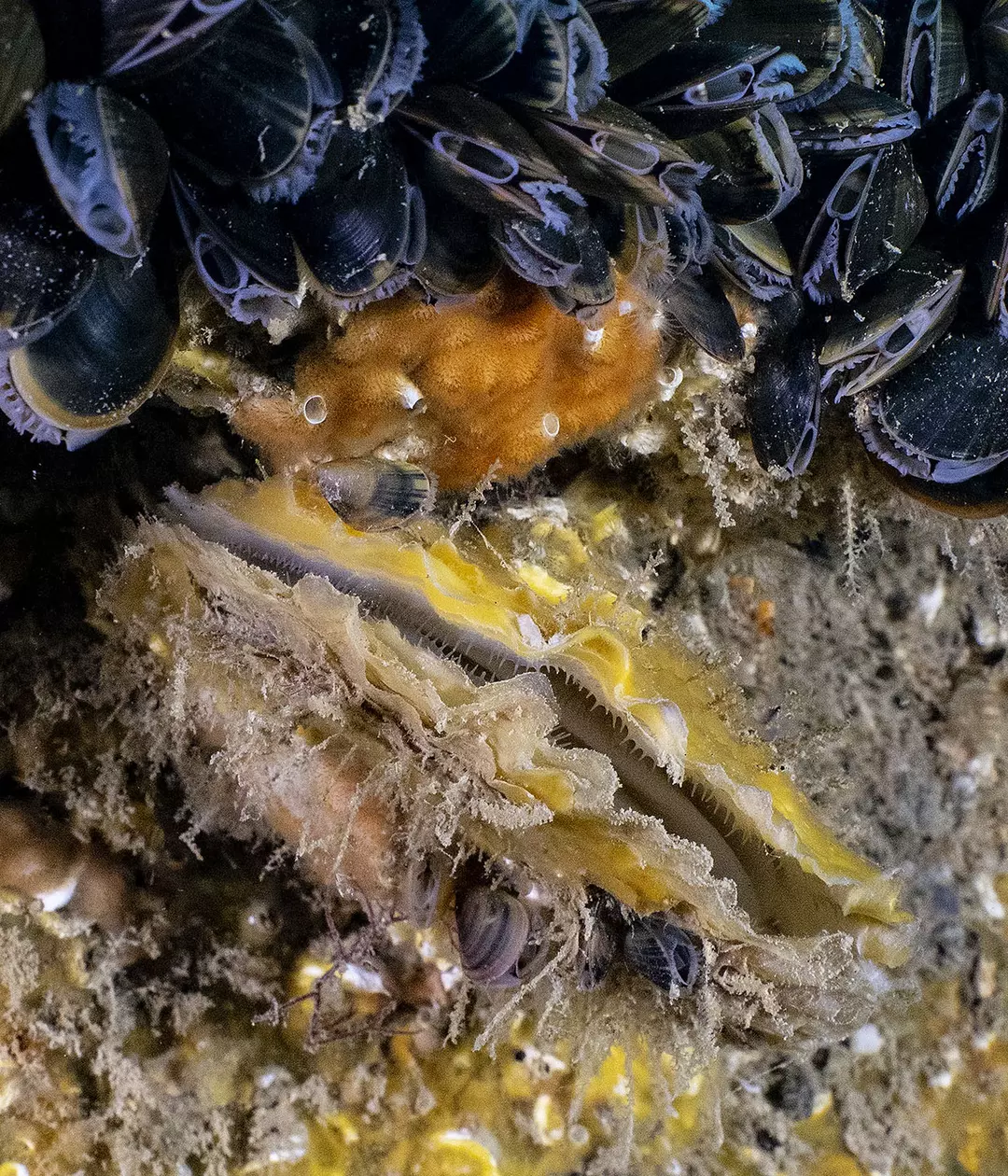 Native Oysters restored to the Firth of Clyde | ZSL