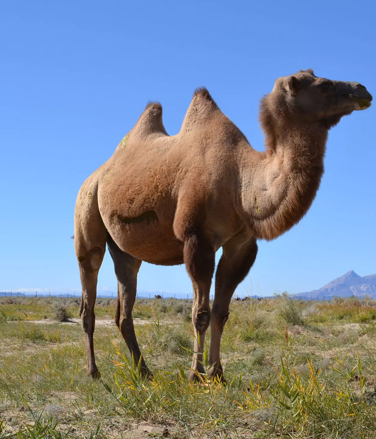 Conservation of Mongolia’s Wild Camels | ZSL