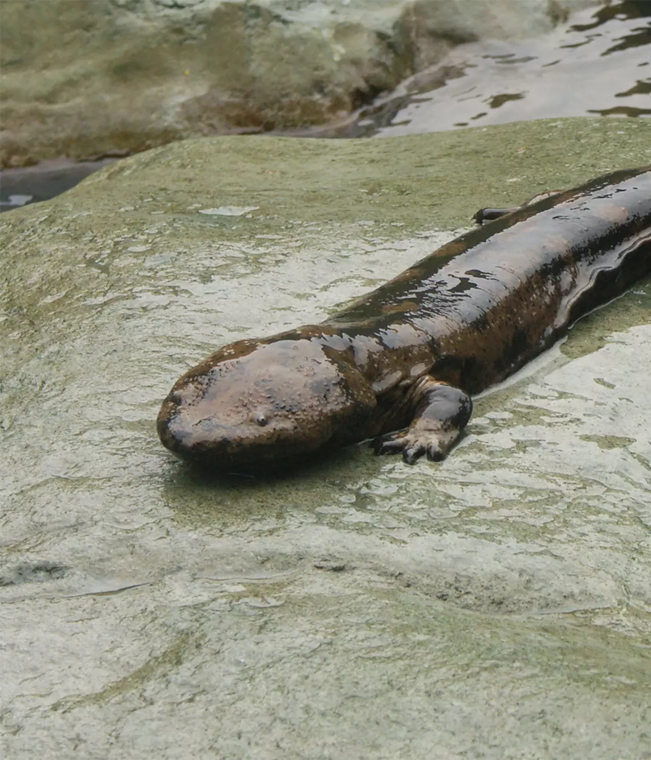 Chinese giant salamander conservation | ZSL