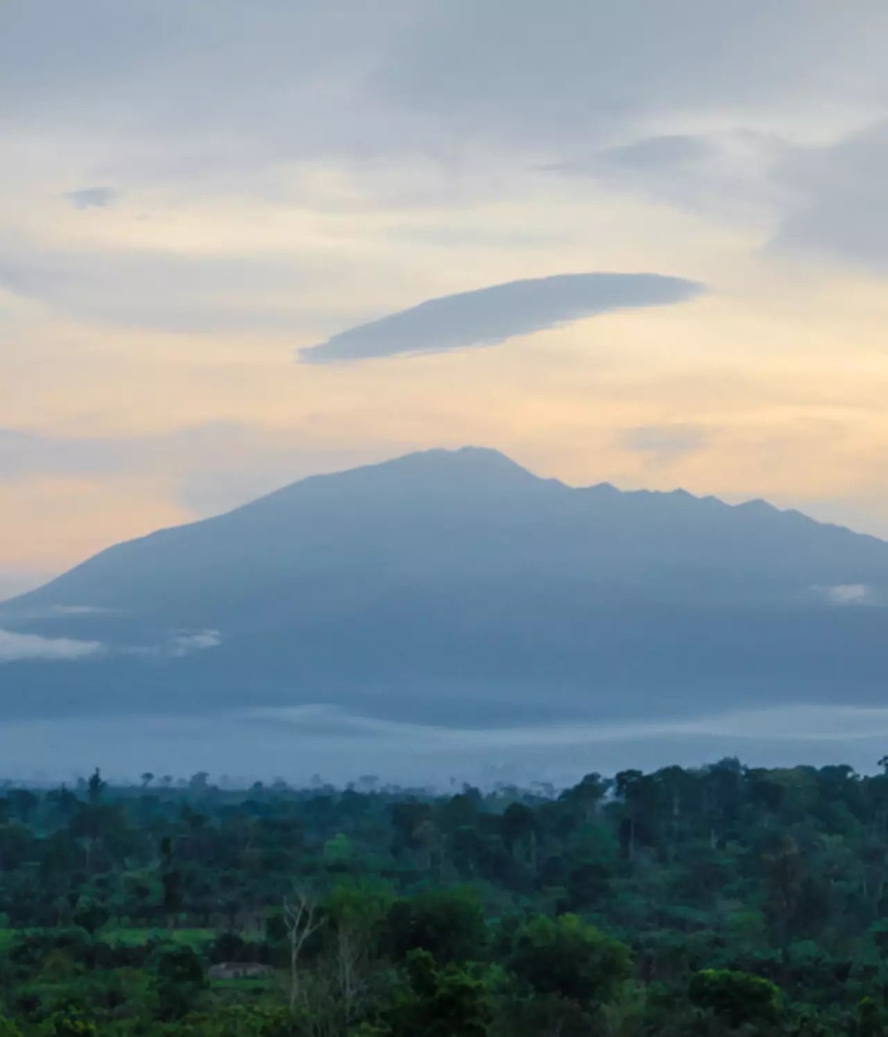 Sustainable palm in Cameroon | ZSL