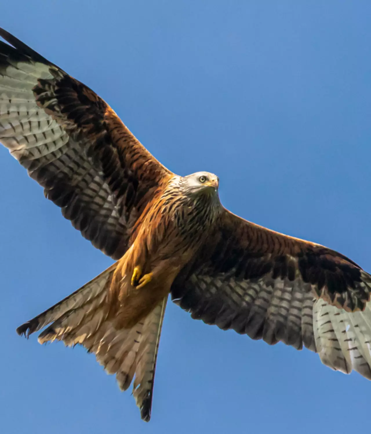 Bird Conservation & Protection | ZSL