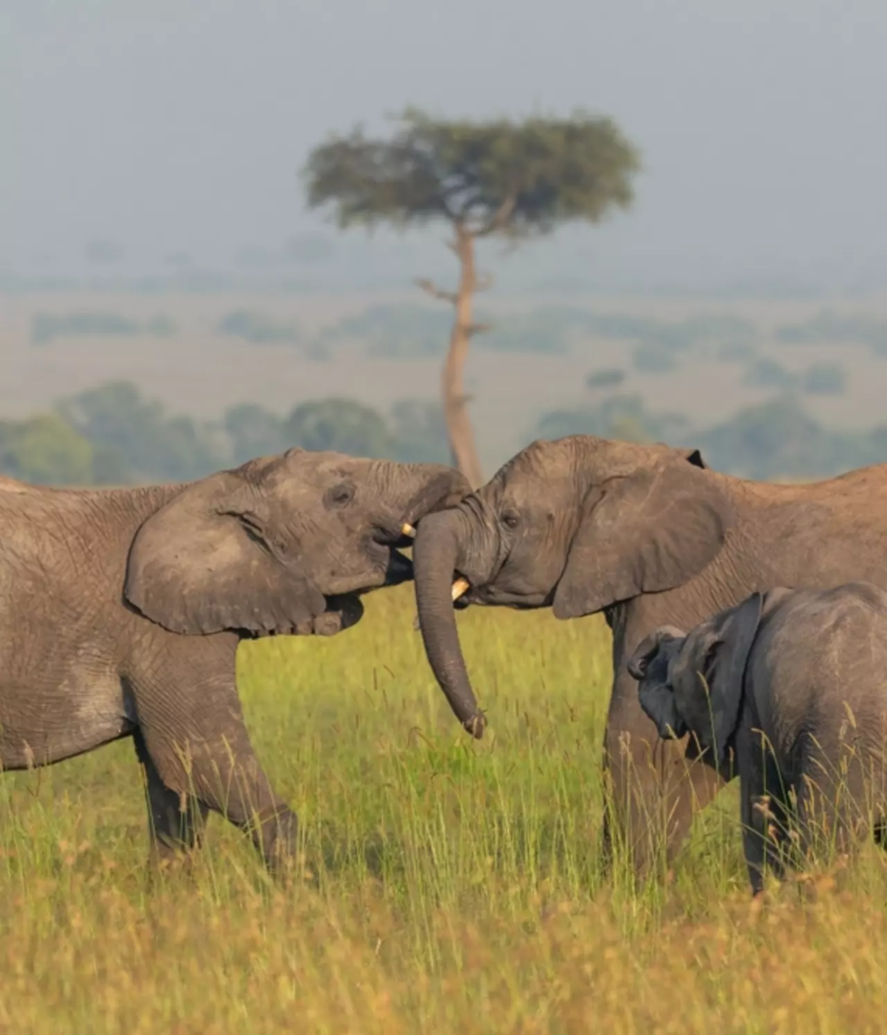 Animal Conservation | ZSL