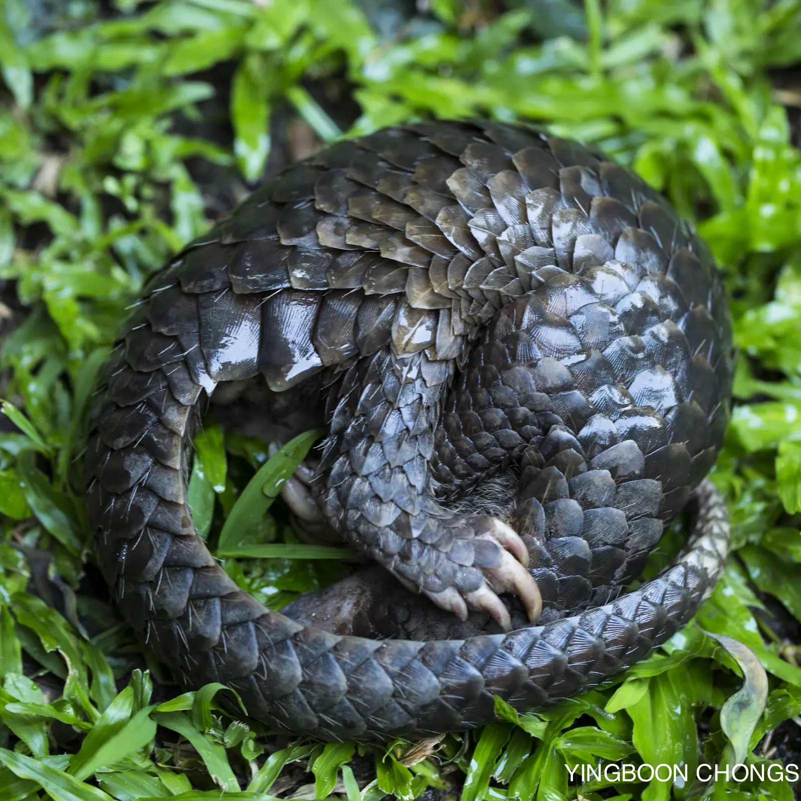 ZSL | A science-driven conservation charity