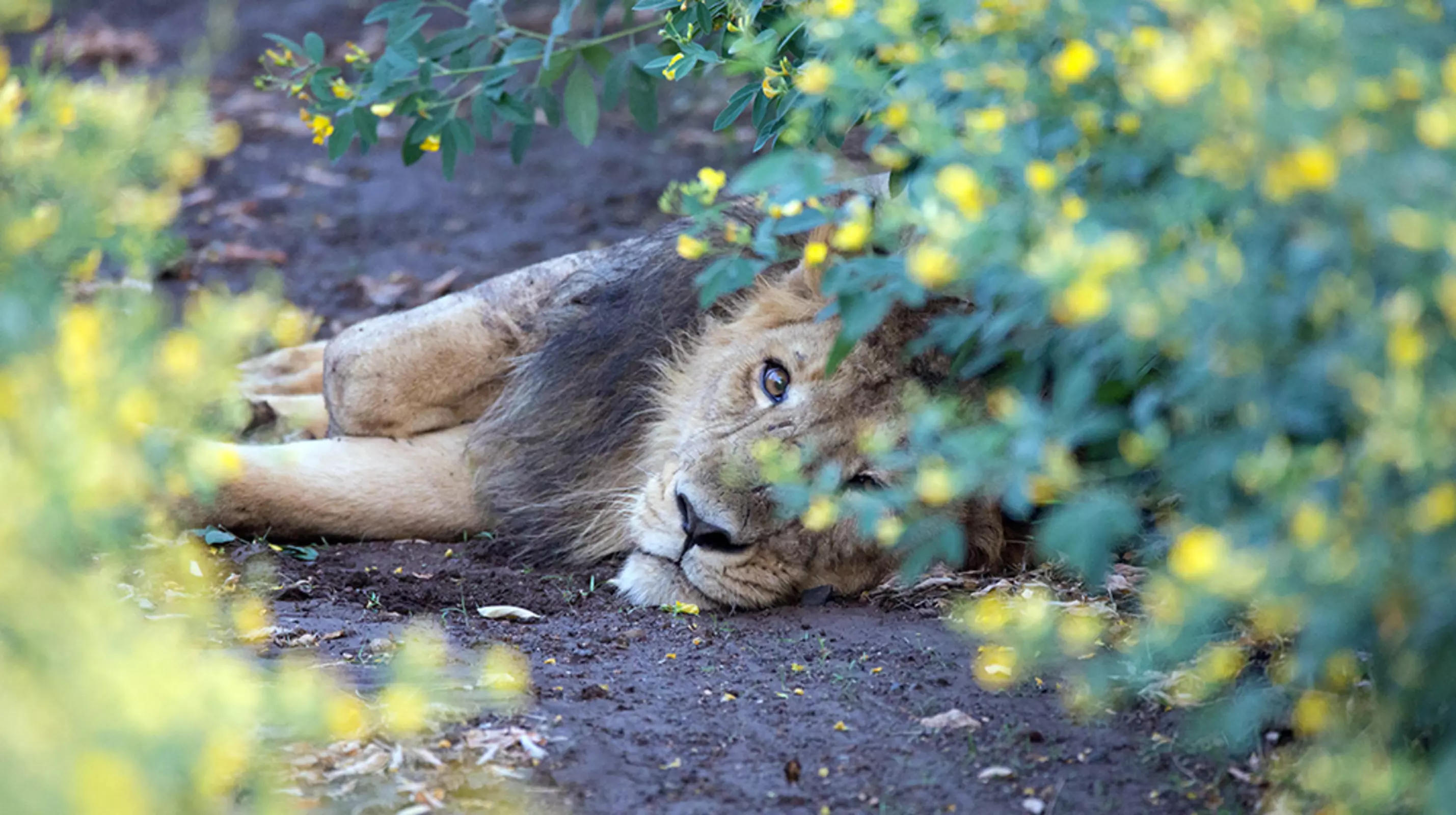 ZSL | A science-driven conservation charity