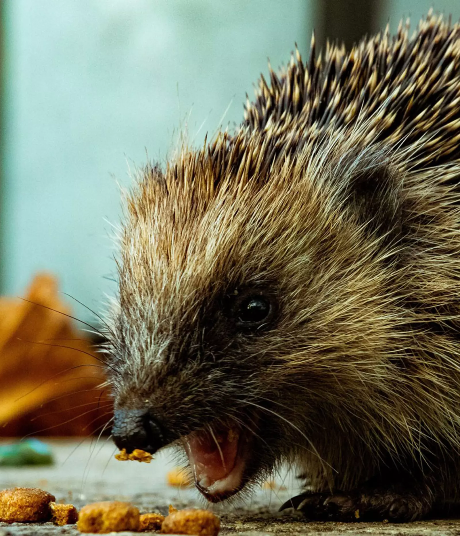 Suburban gardens and parks key for hedgehogs’ survival in Greater ...