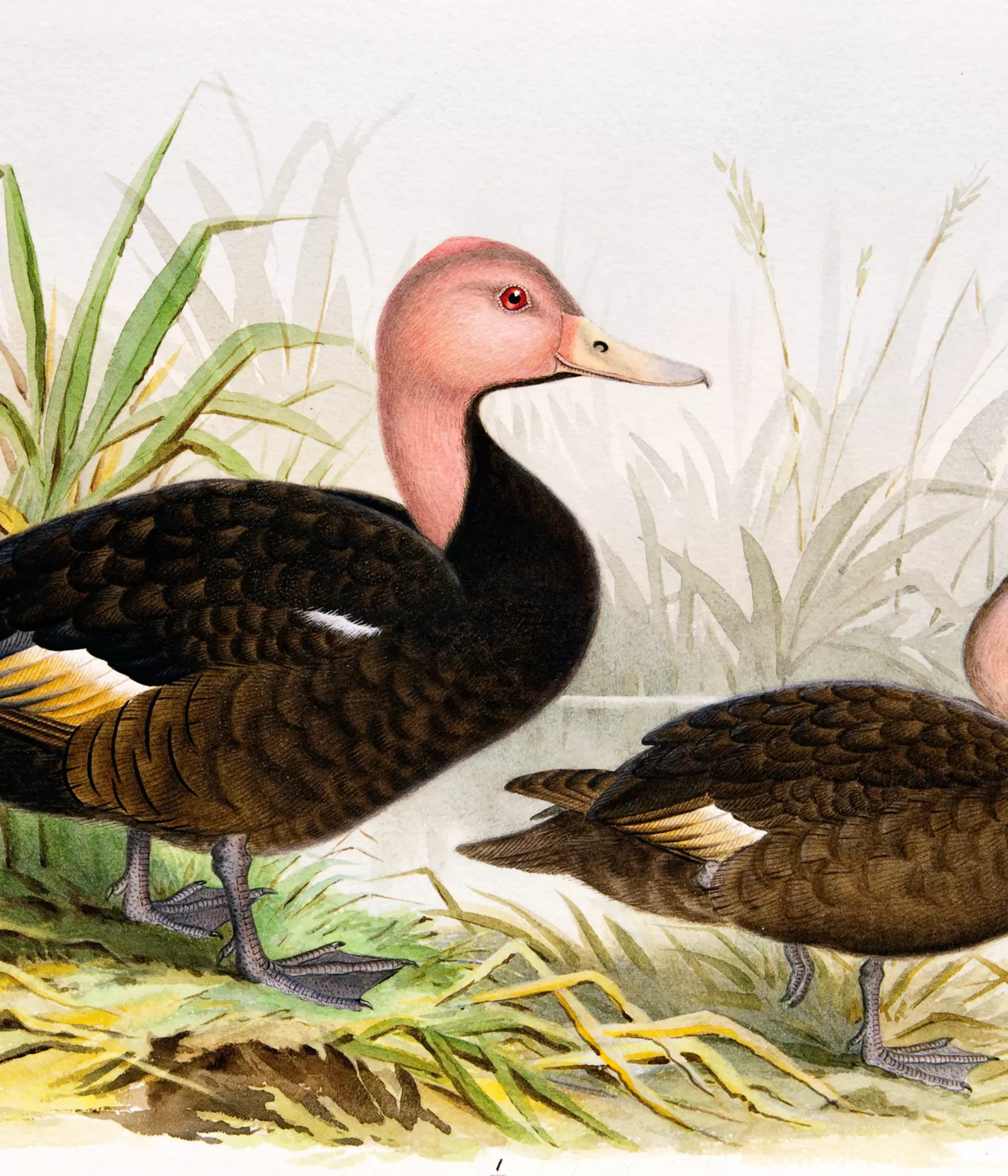 Artworks of extinct and endangered animals | ZSL