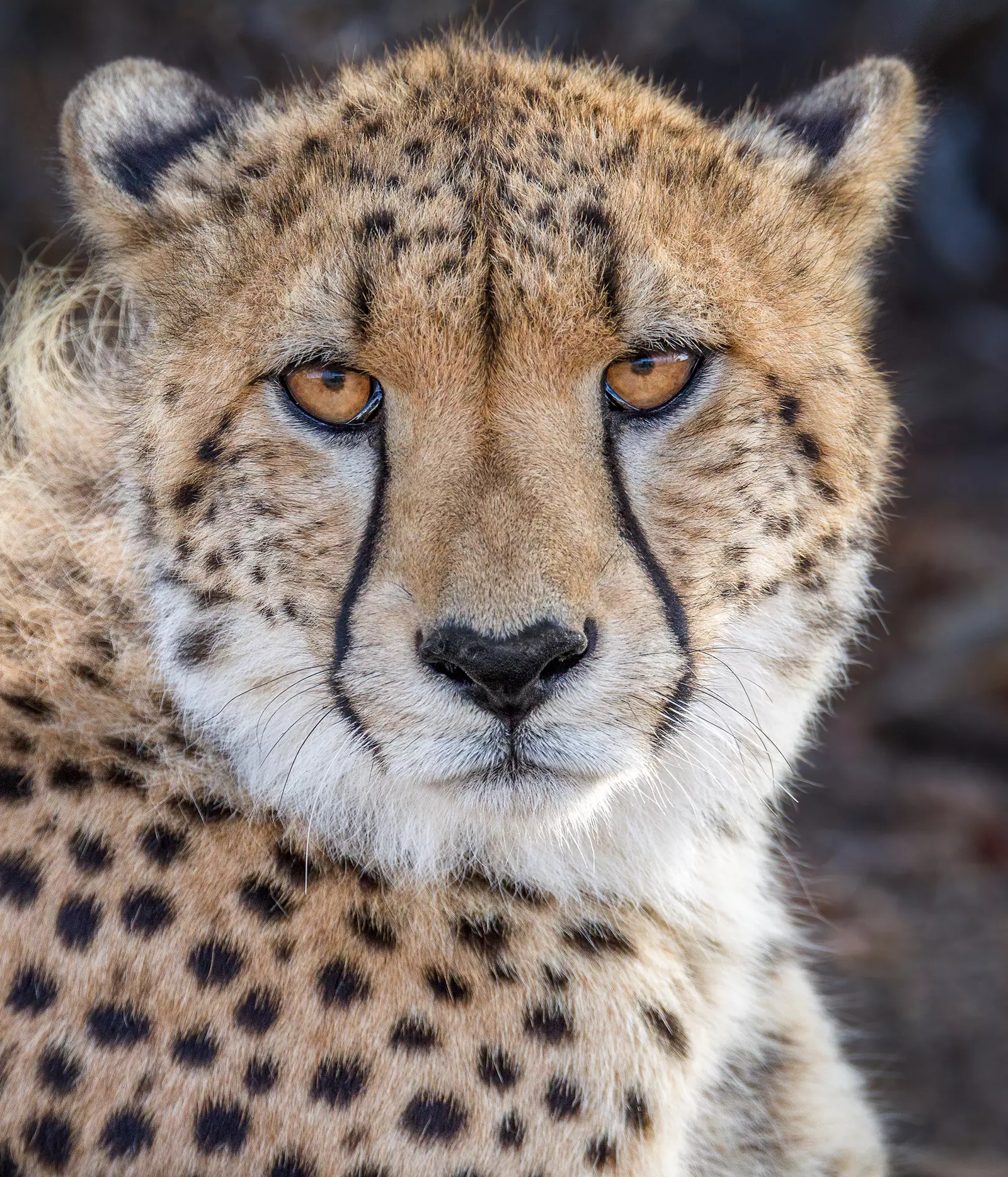 Northwest African cheetah | ZSL
