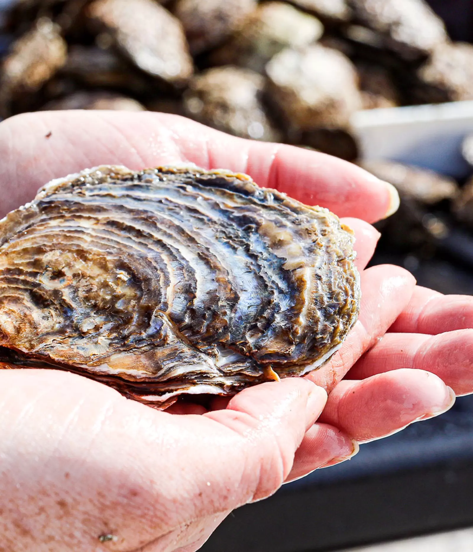 Native oysters restored to Conwy Bay | ZSL