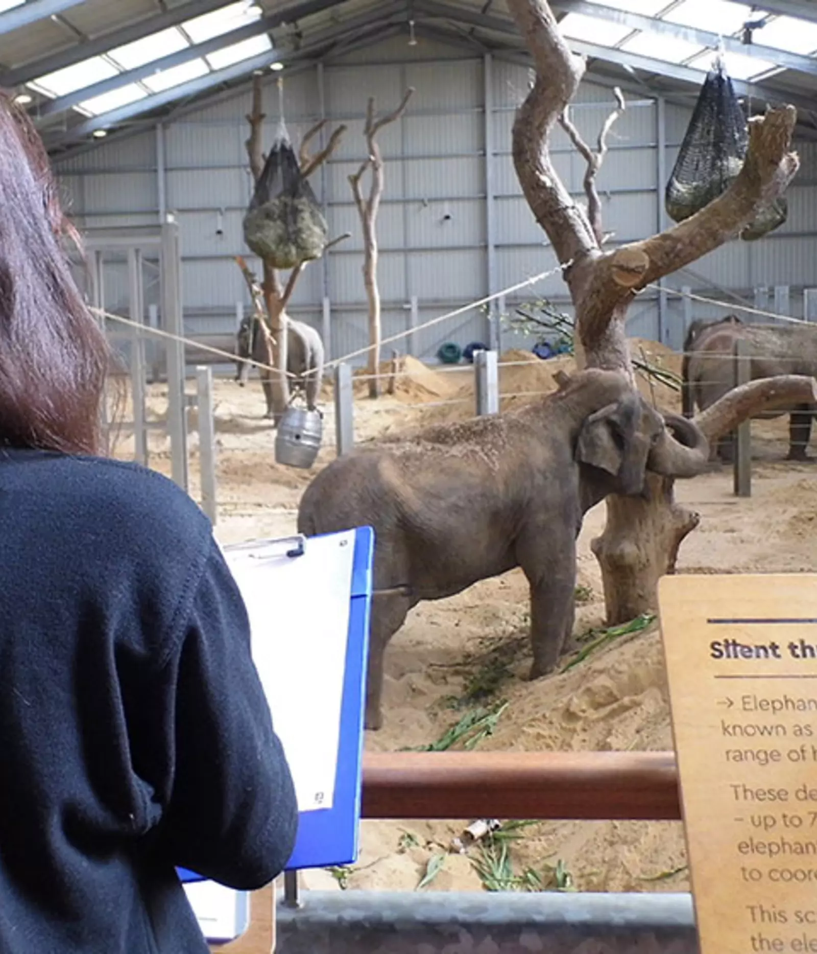 ZSL unveils new research on elephant welfare | ZSL